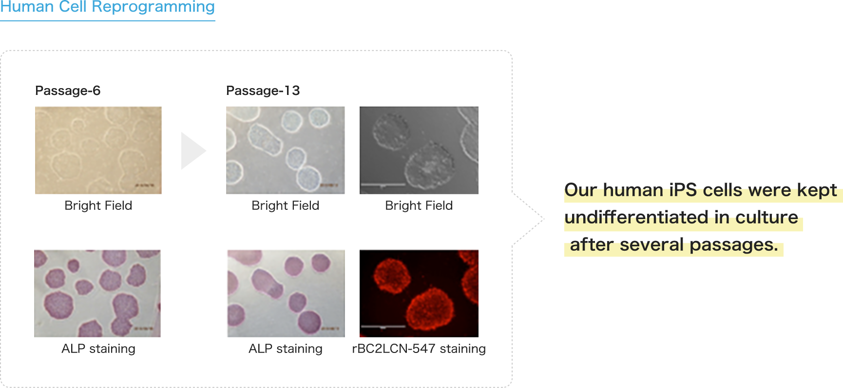 Human iPS - 特殊免疫研究所 Institute of Immunology