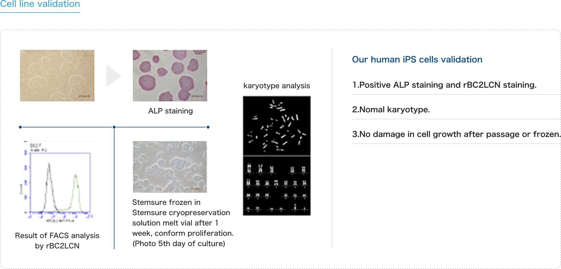 Human iPS - 特殊免疫研究所 Institute of Immunology